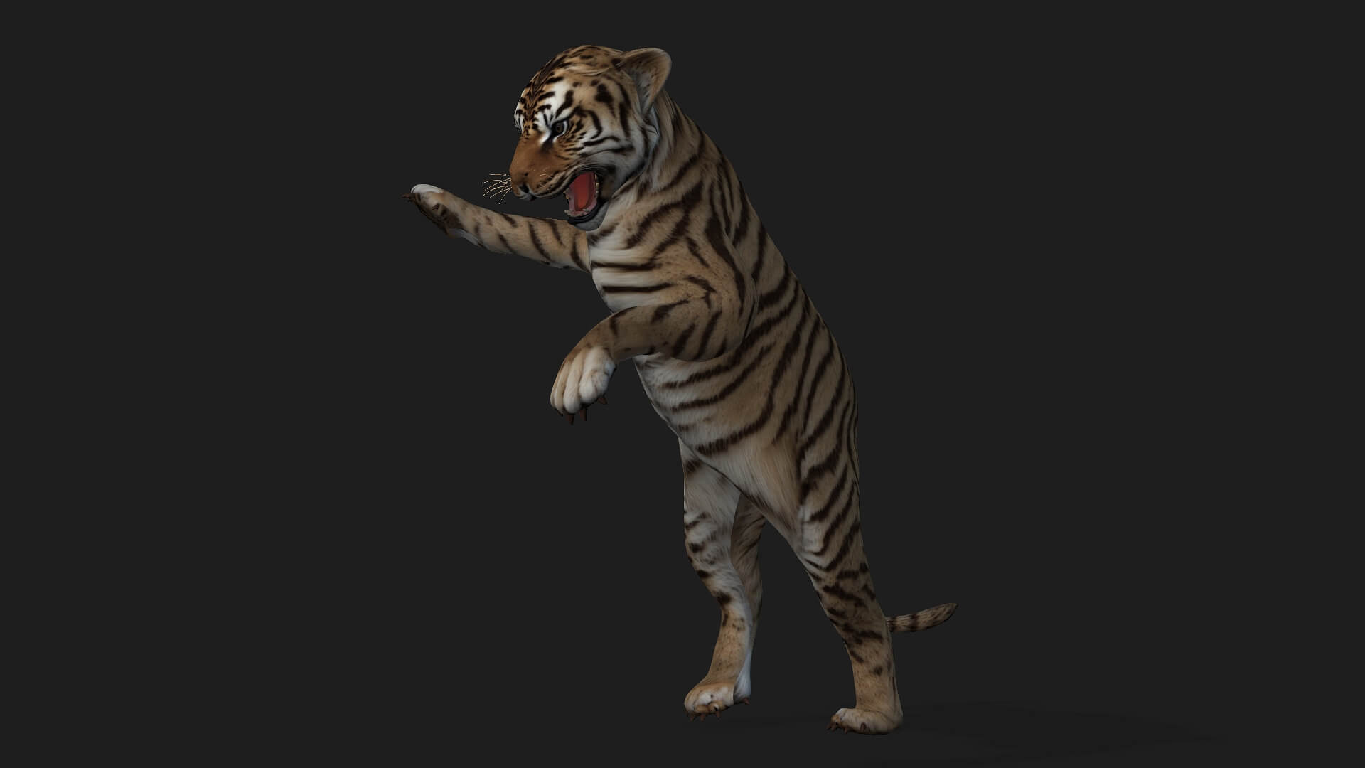 Tiger Baby A2 - 3D Model by Animated3d