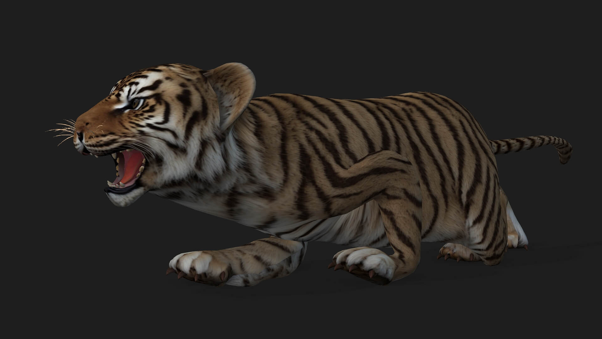 Tiger Baby A2 - 3D Model by Animated3d