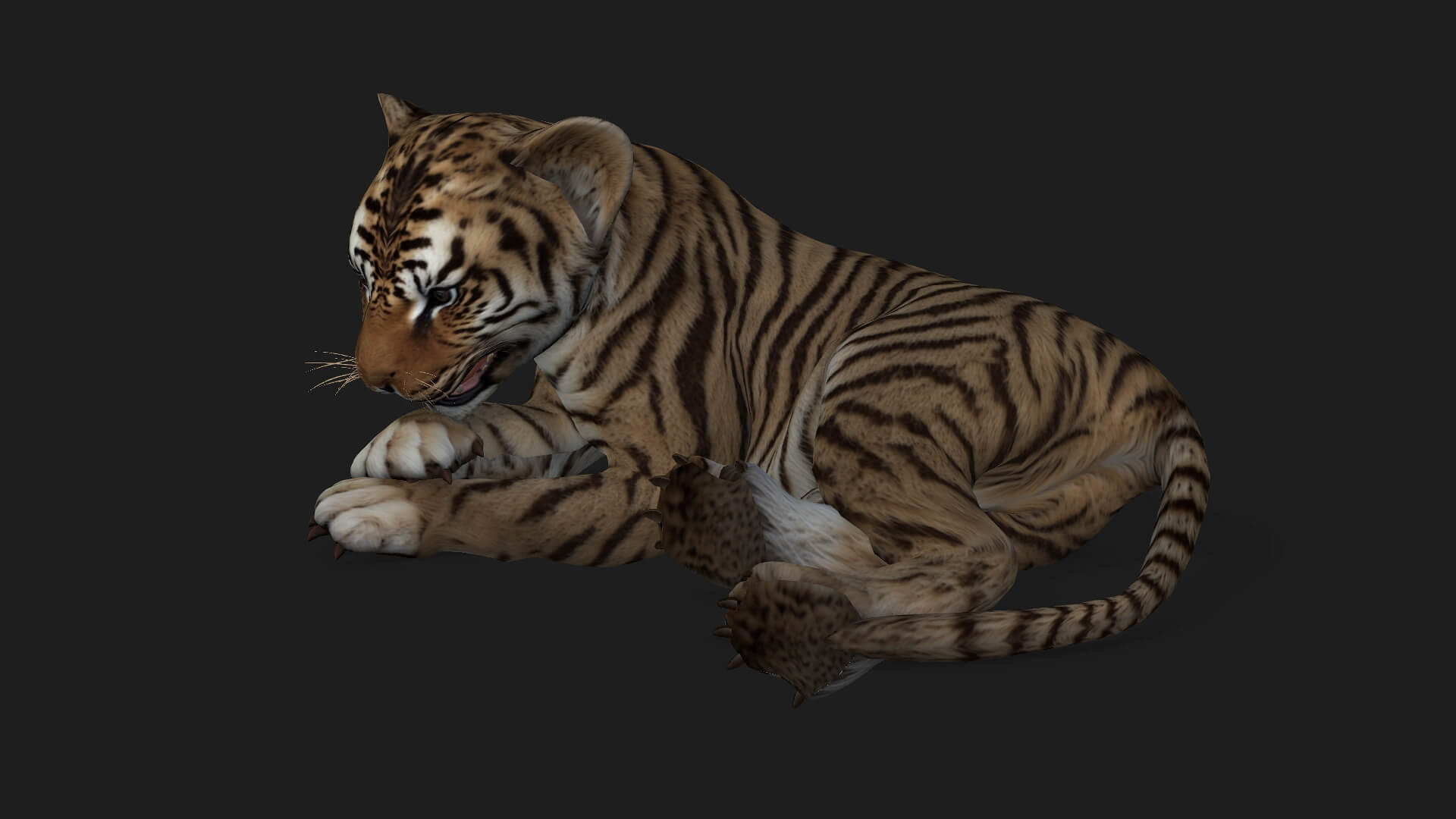 Tiger Baby A2 - 3D Model by Animated3d