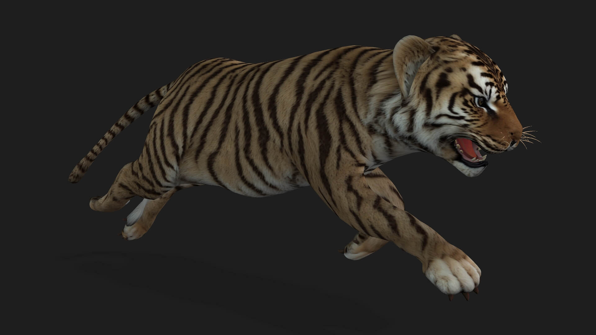 Tiger Baby A2 - 3D Model by Animated3d