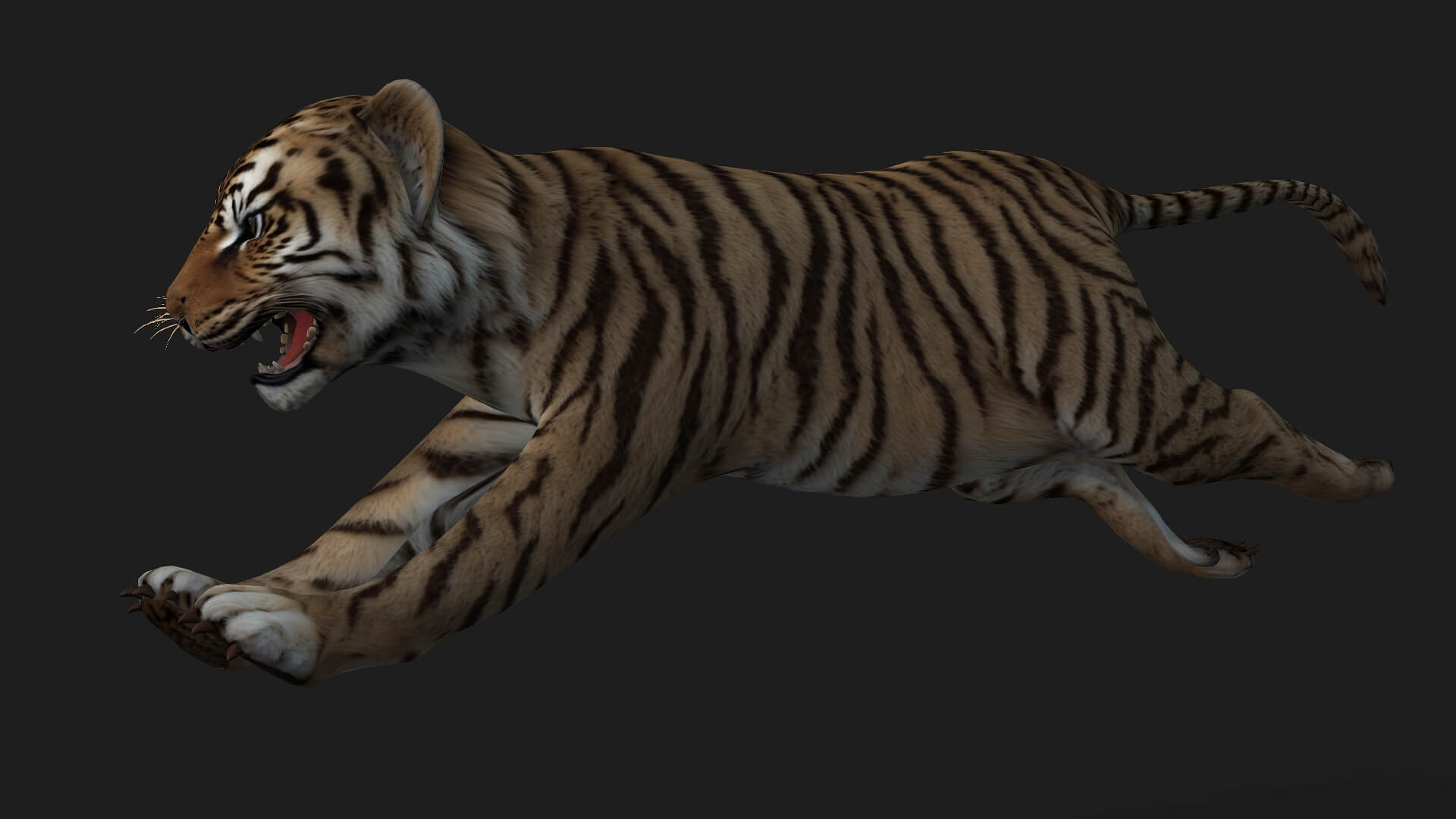 Tiger Baby A2 - 3D Model by Animated3d