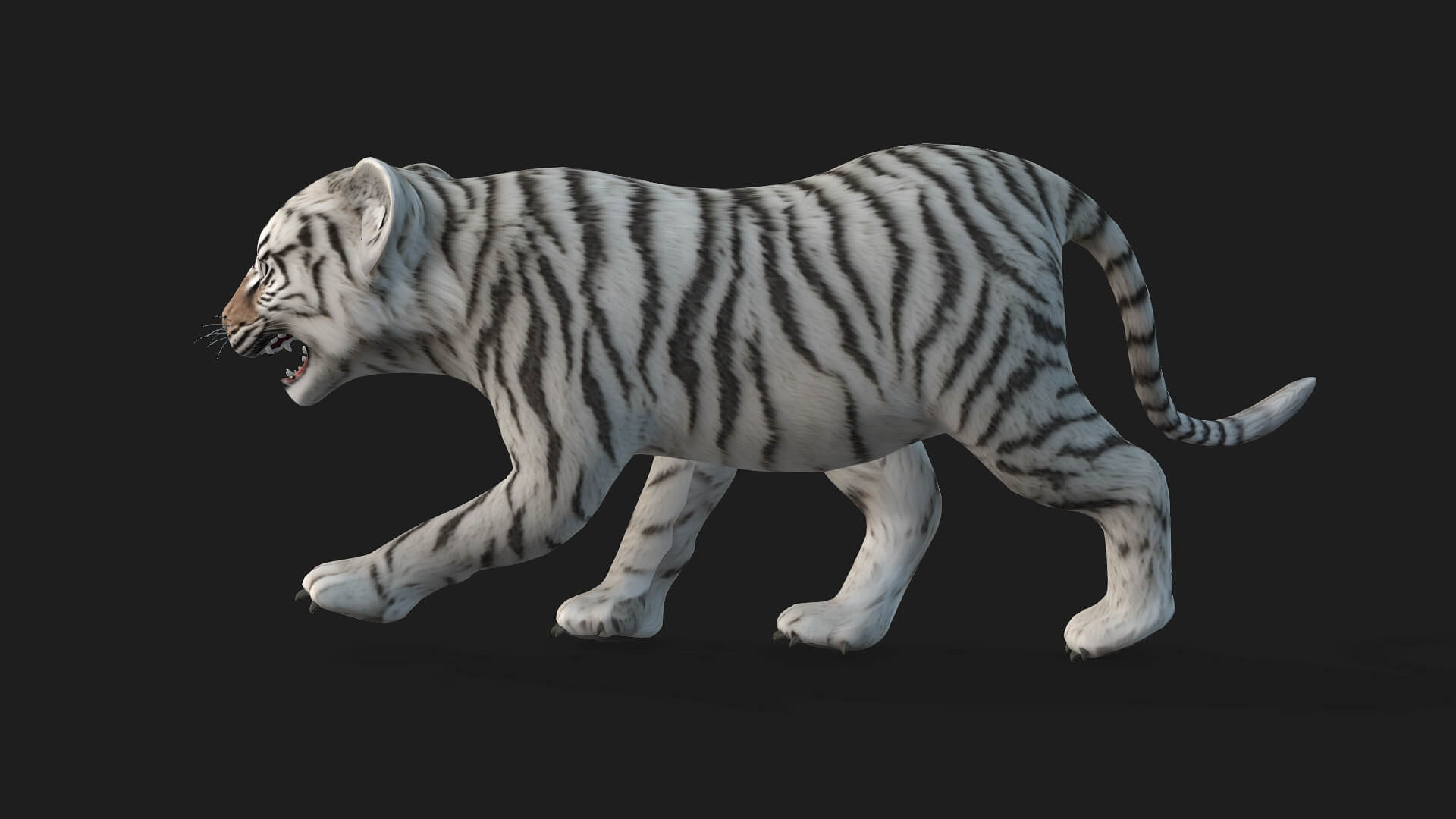Tiger Baby A3 - 3D Model by Animated3d