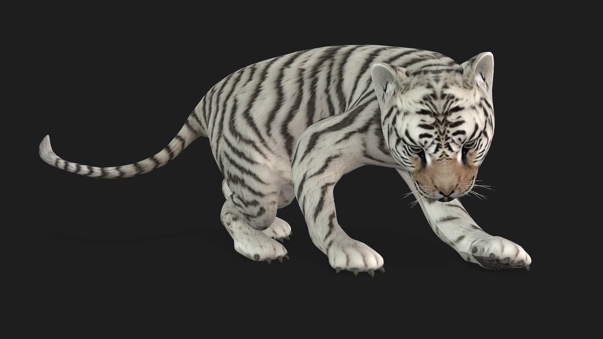 Tiger Baby A3 - 3D Model by Animated3d
