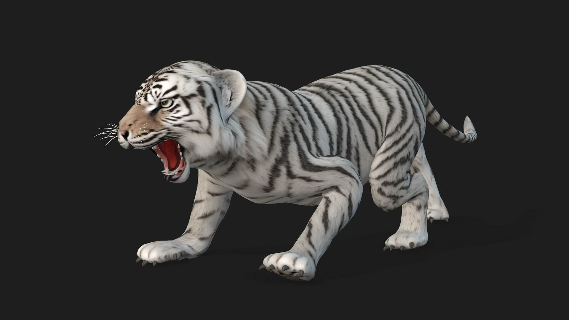 Tiger Baby A3 - 3D Model by Animated3d