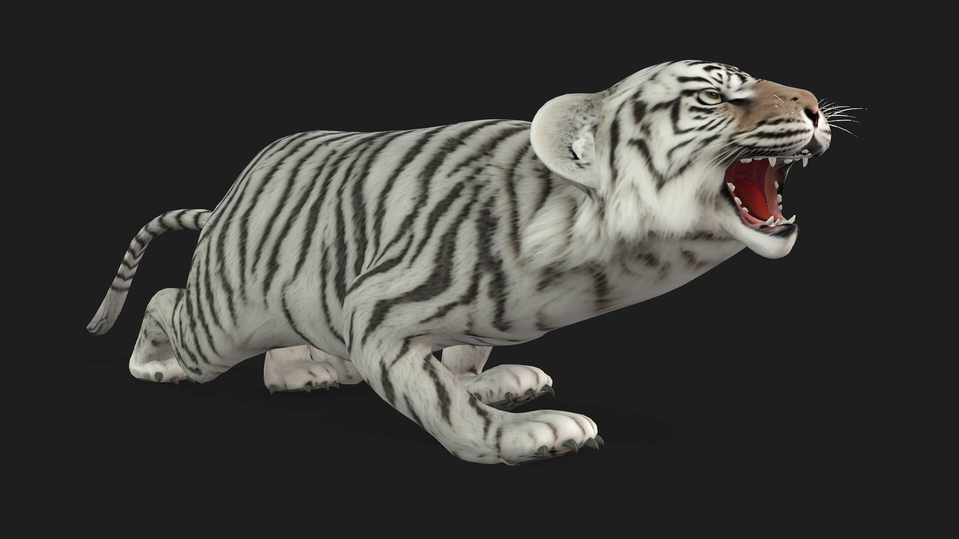 Tiger Baby A3 - 3D Model by Animated3d