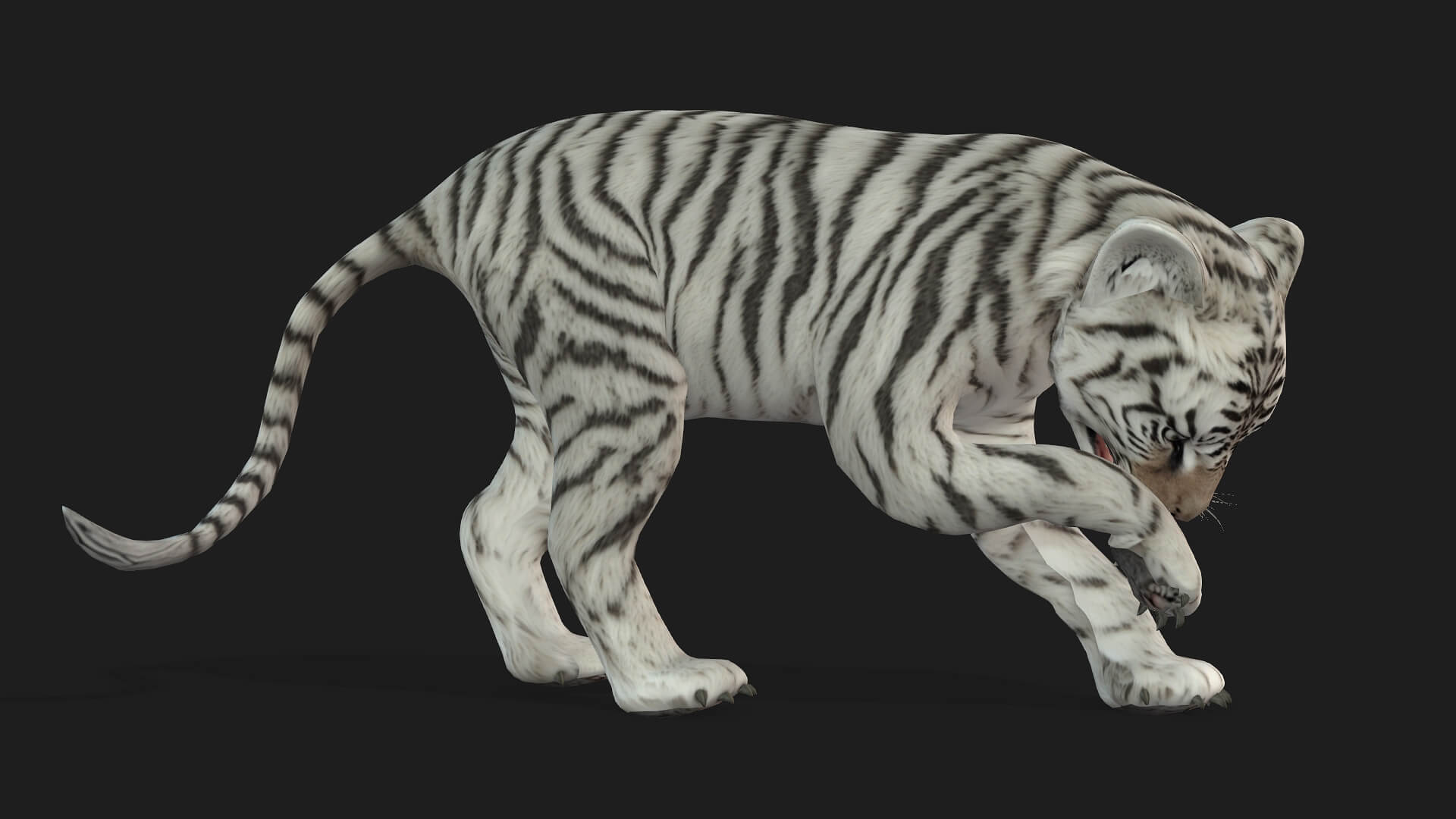 Tiger Baby A3 - 3D Model by Animated3d