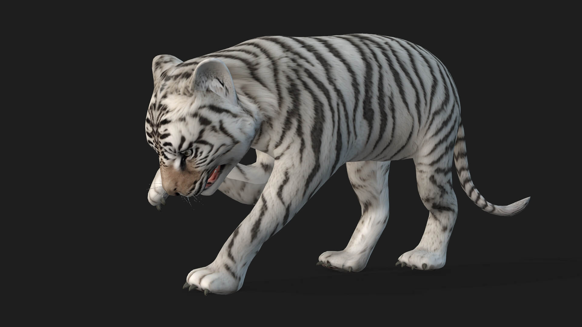 Tiger Baby A3 - 3D Model by Animated3d