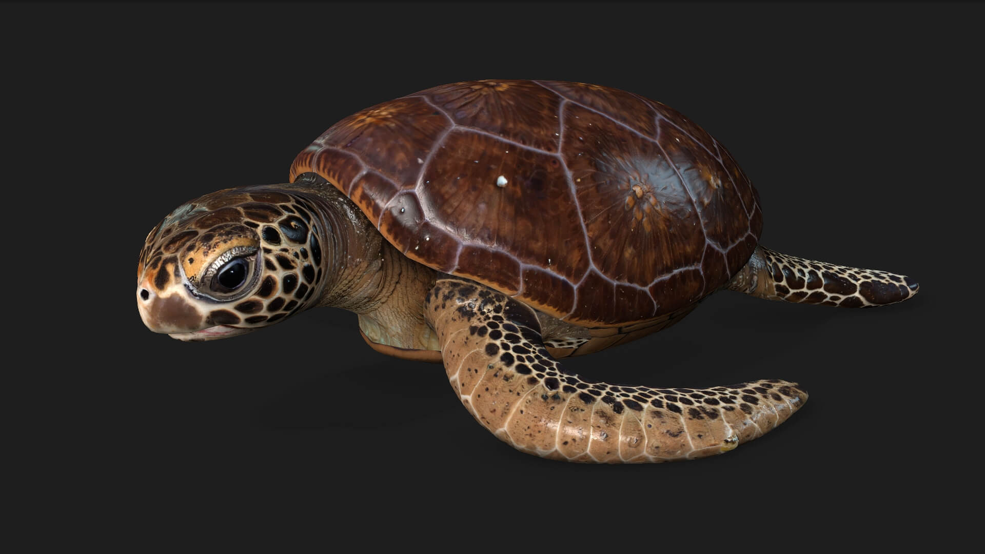 Turtle-A1-Animated 3D Model by Animated3d