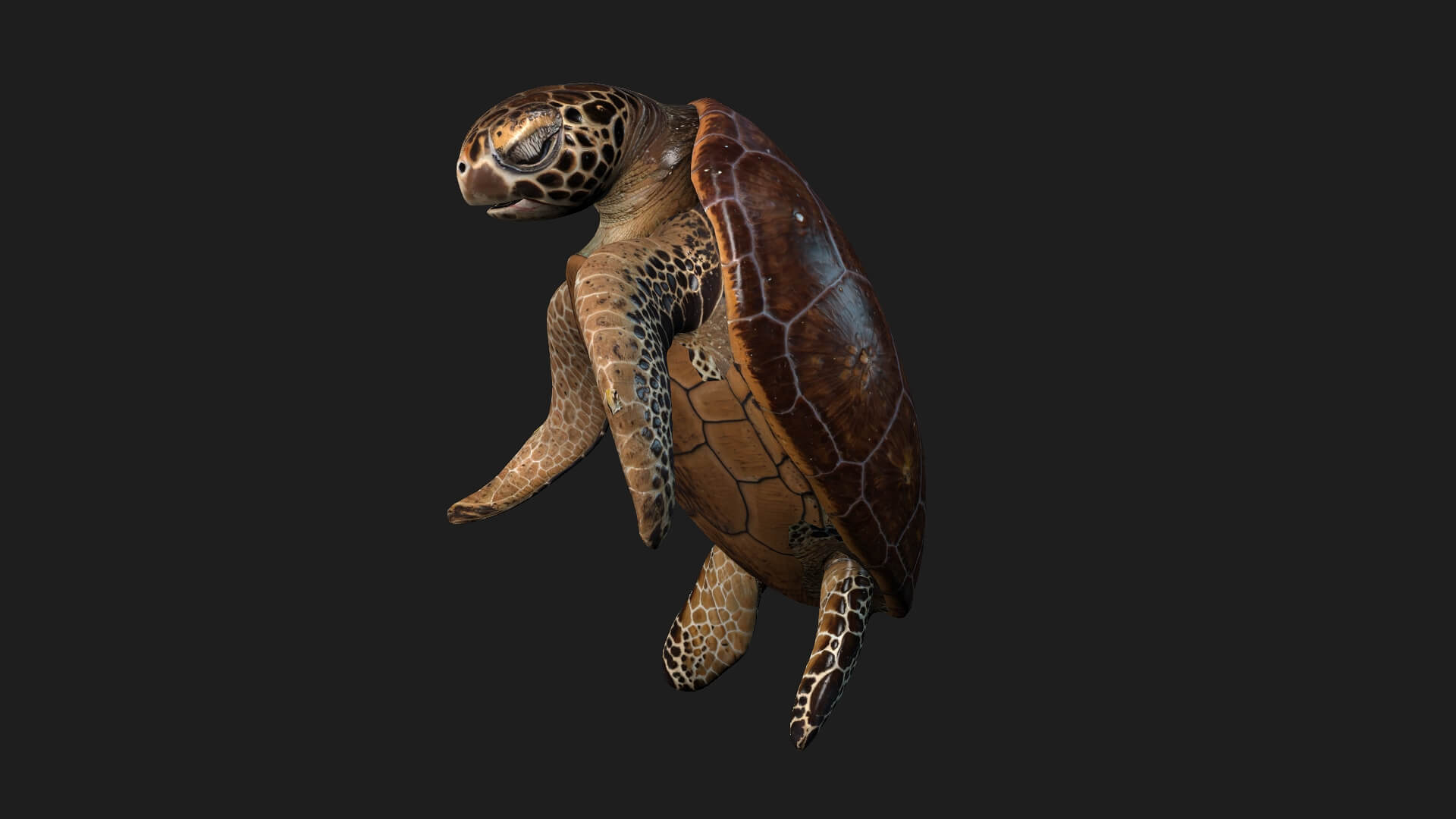 Turtle-A1-Animated 3D Model by Animated3d