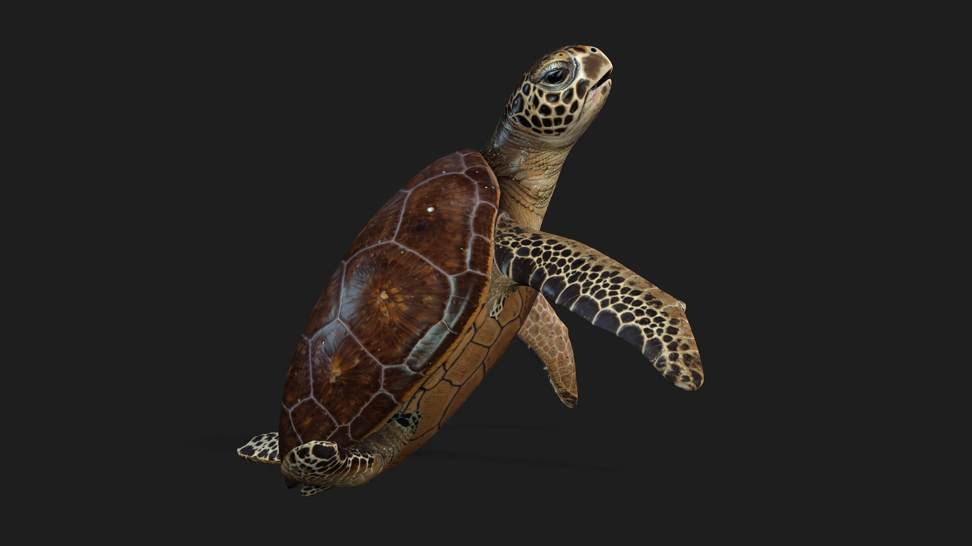 Turtle-A1-Animated 3D Model by Animated3d