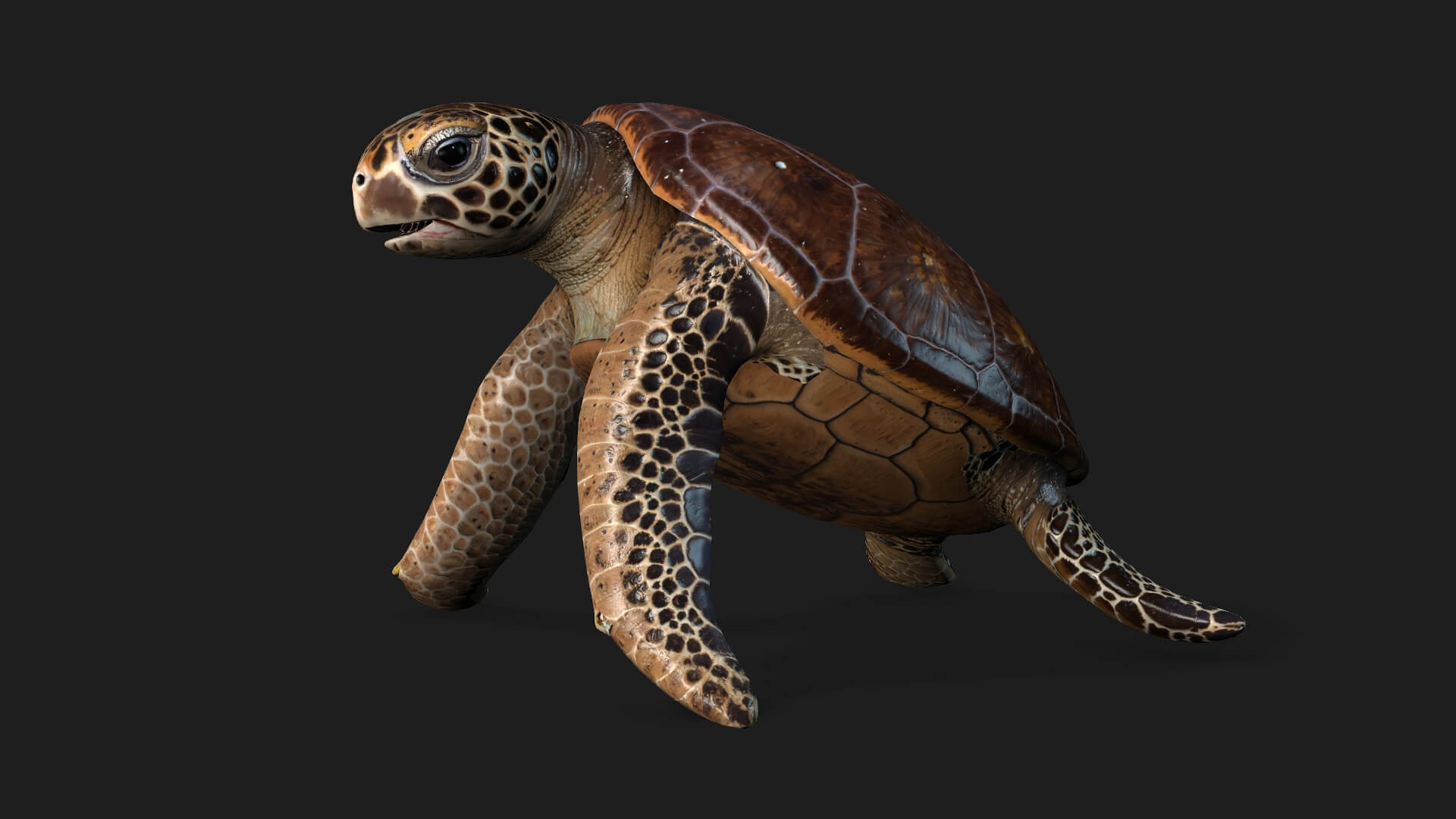 Turtle-A1-Animated 3D Model by Animated3d