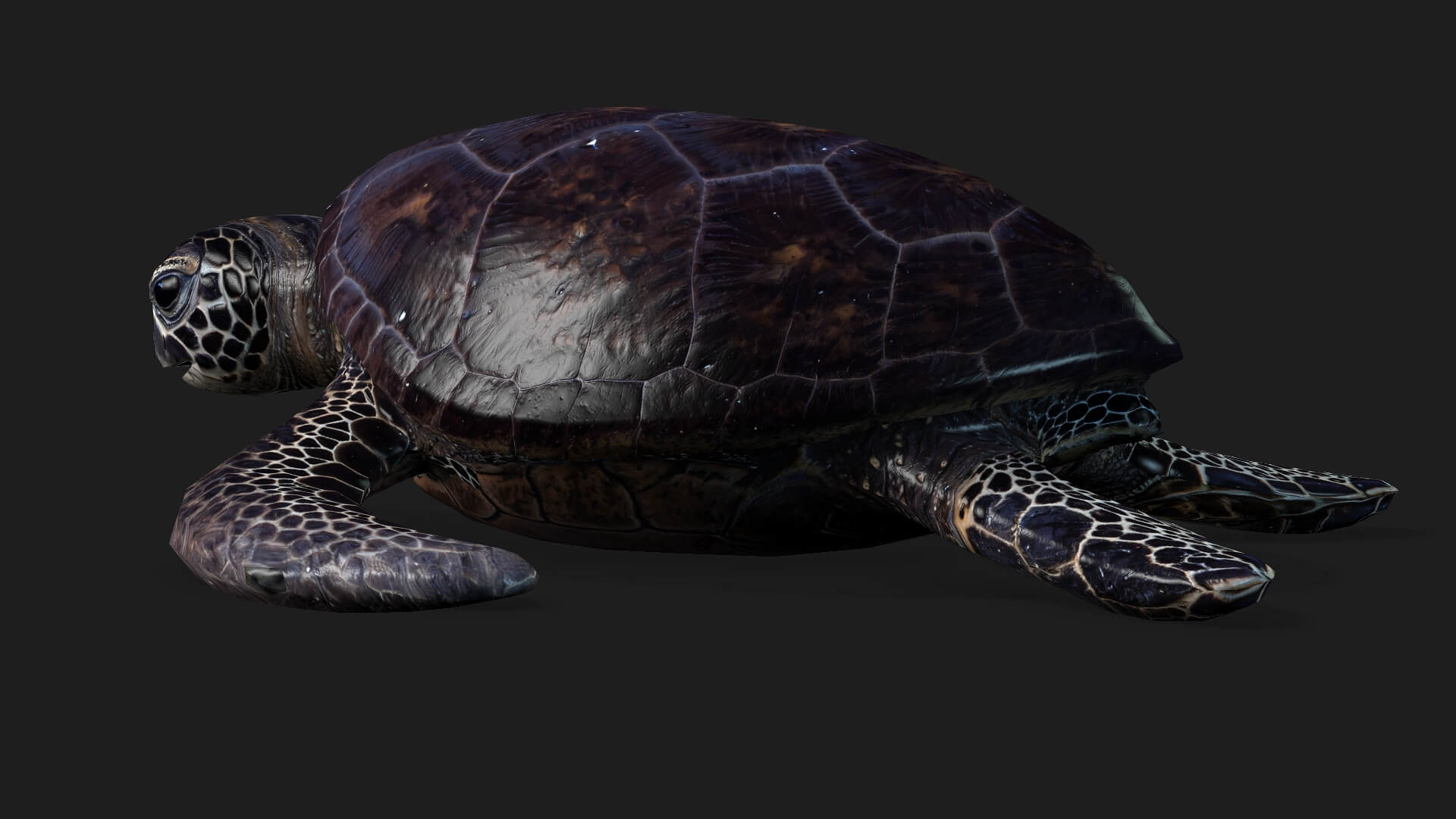 Turtle-A2-Animated 3D Model by Animated3d