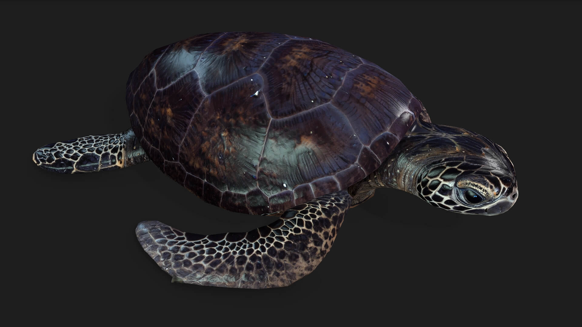 Turtle-A2-Animated 3D Model by Animated3d