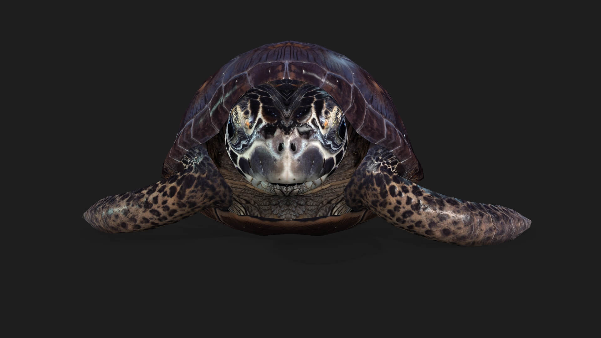 Turtle-A2-Animated 3D Model by Animated3d