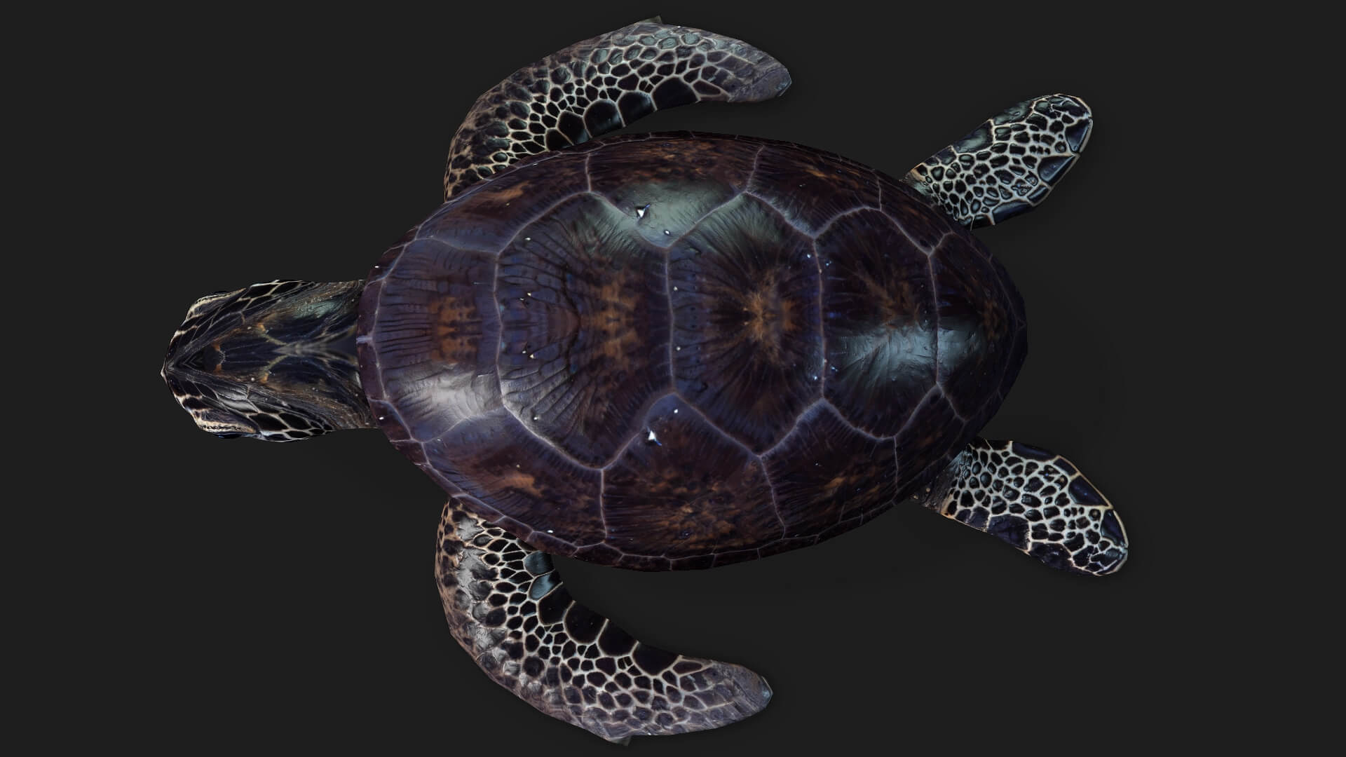 Turtle-A2-Animated 3D Model by Animated3d