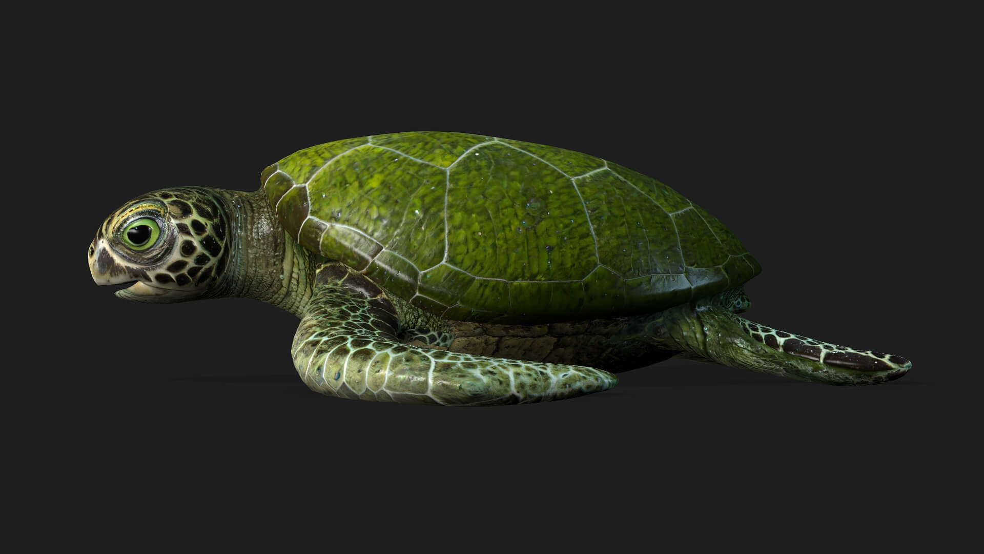 Turtle-A3-Animated 3D Model by Animated3d