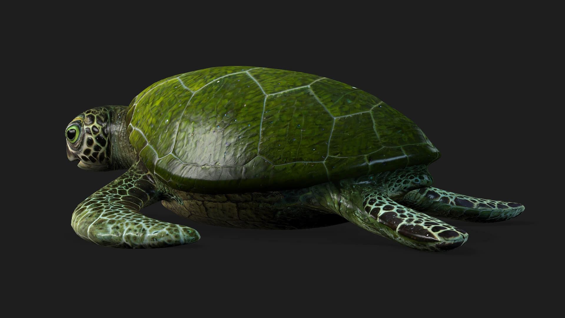 Turtle-A3-Animated 3D Model by Animated3d