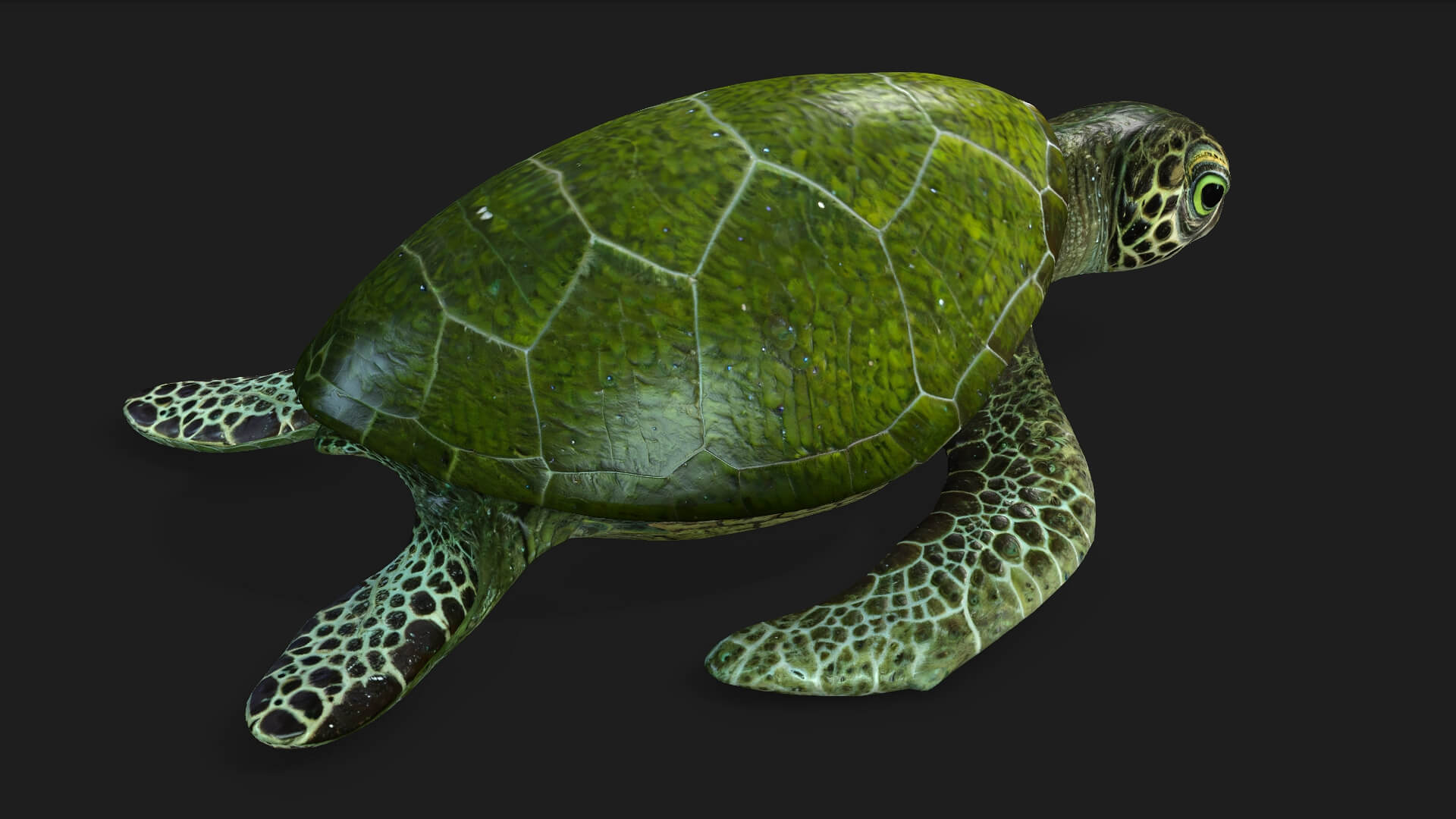 Turtle-A3-Animated 3D Model by Animated3d