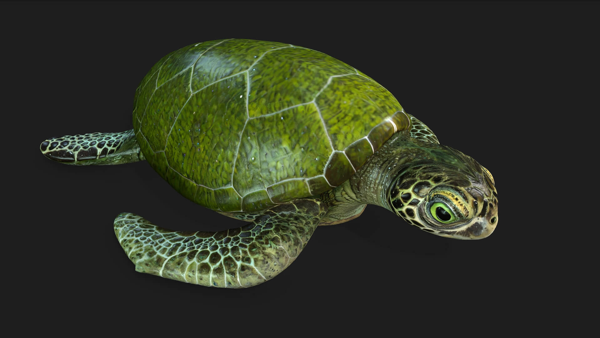 Turtle-A3-Animated 3D Model by Animated3d