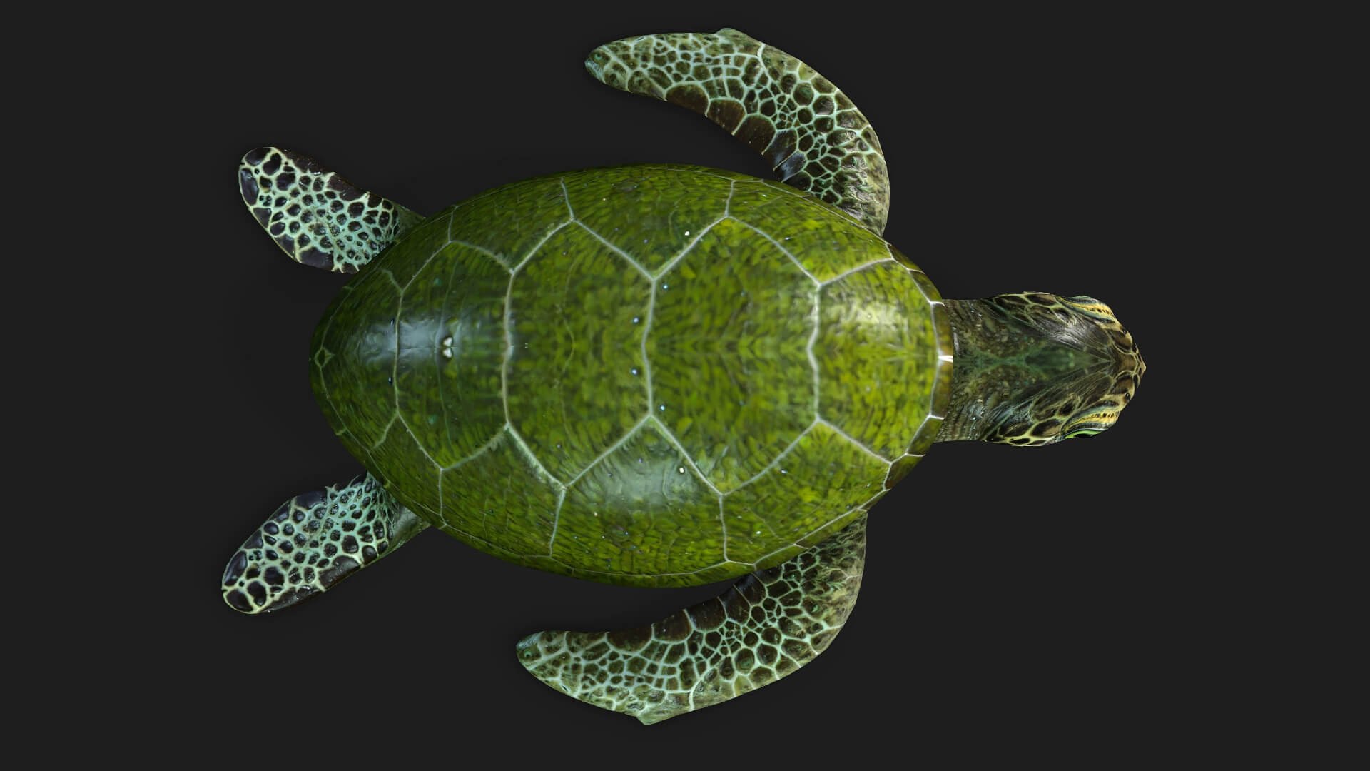 Turtle-A3-Animated 3D Model by Animated3d