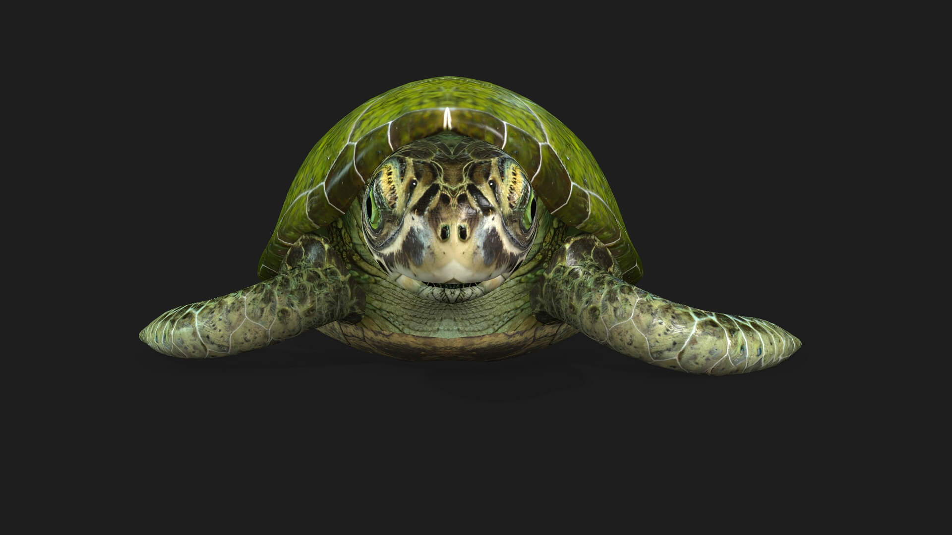 Turtle-A3-Animated 3D Model by Animated3d
