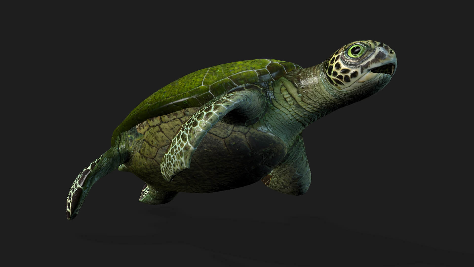 Turtle-A3-Animated 3D Model by Animated3d