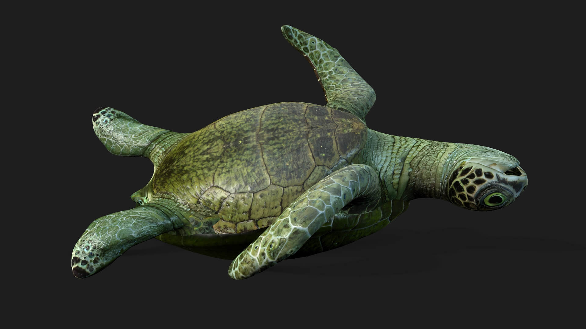 Turtle-A3-Animated 3D Model by Animated3d