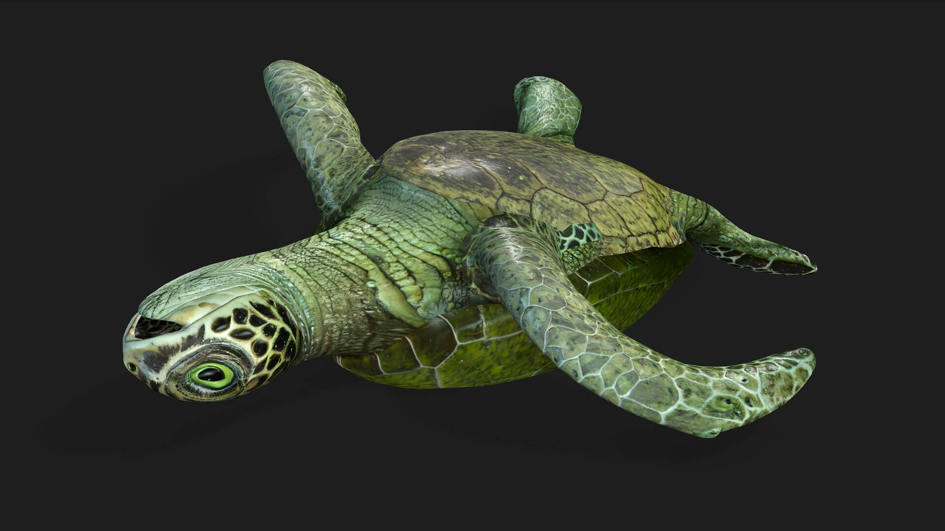 Turtle-A3-Animated 3D Model by Animated3d