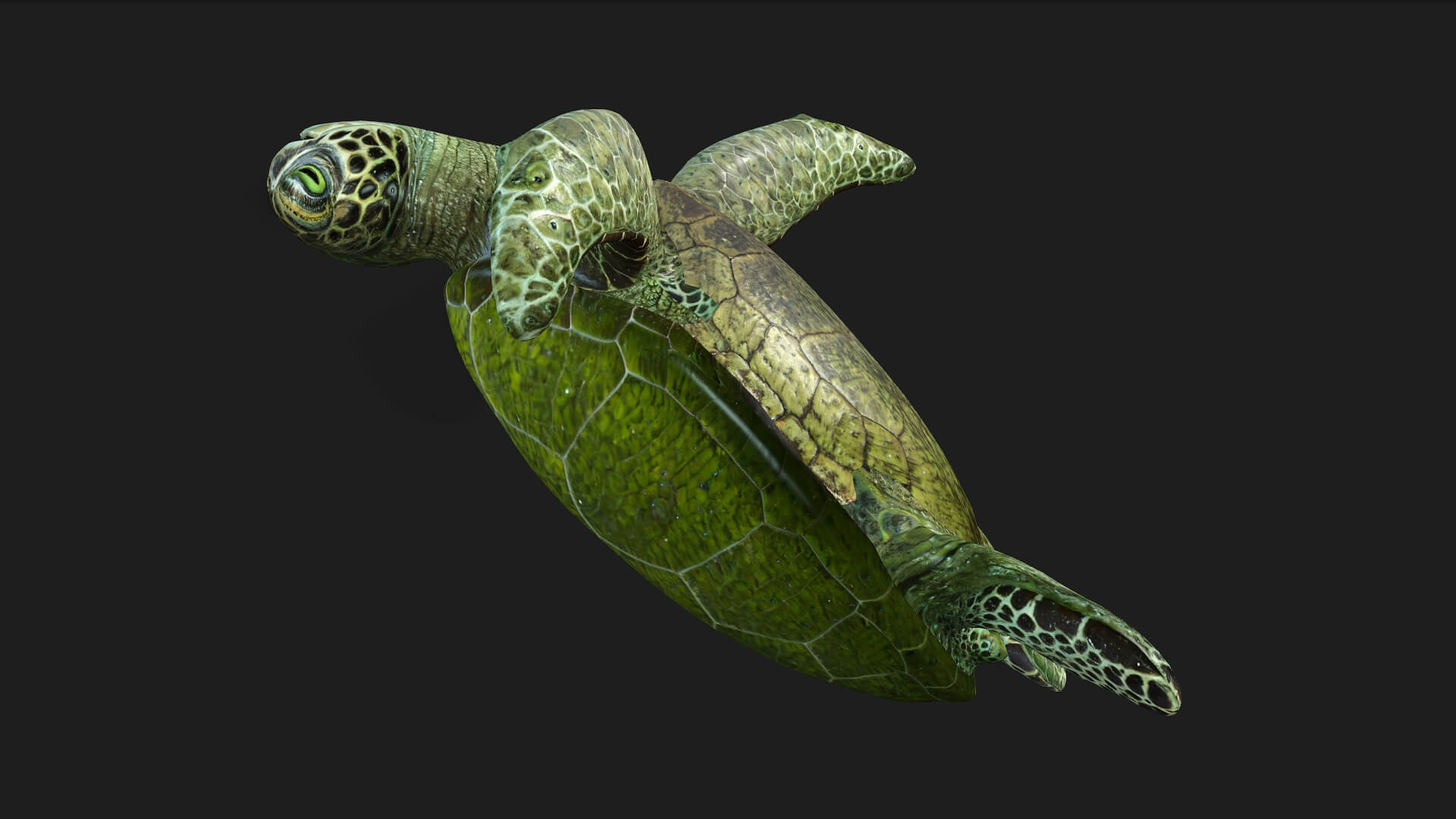 Turtle-A3-Animated 3D Model by Animated3d