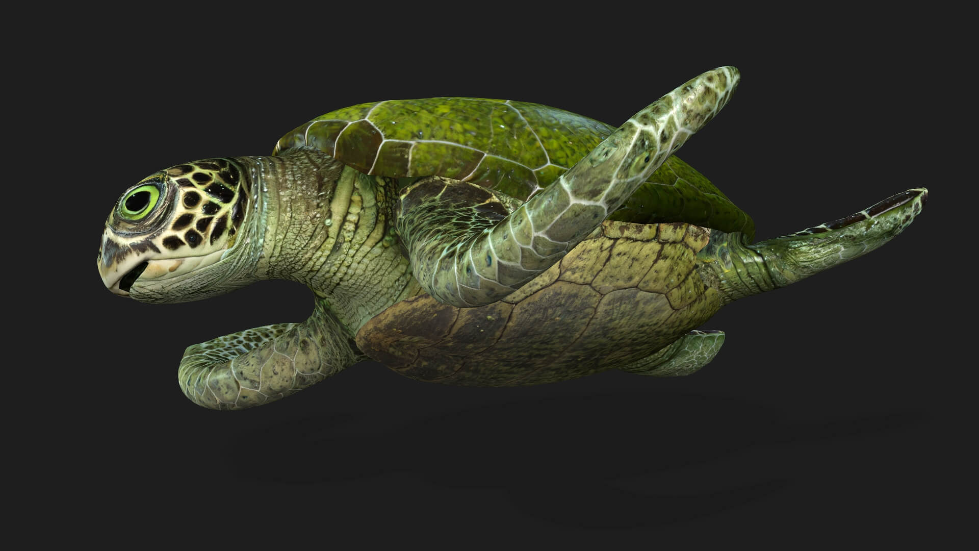 Turtle-A3-Animated 3D Model by Animated3d