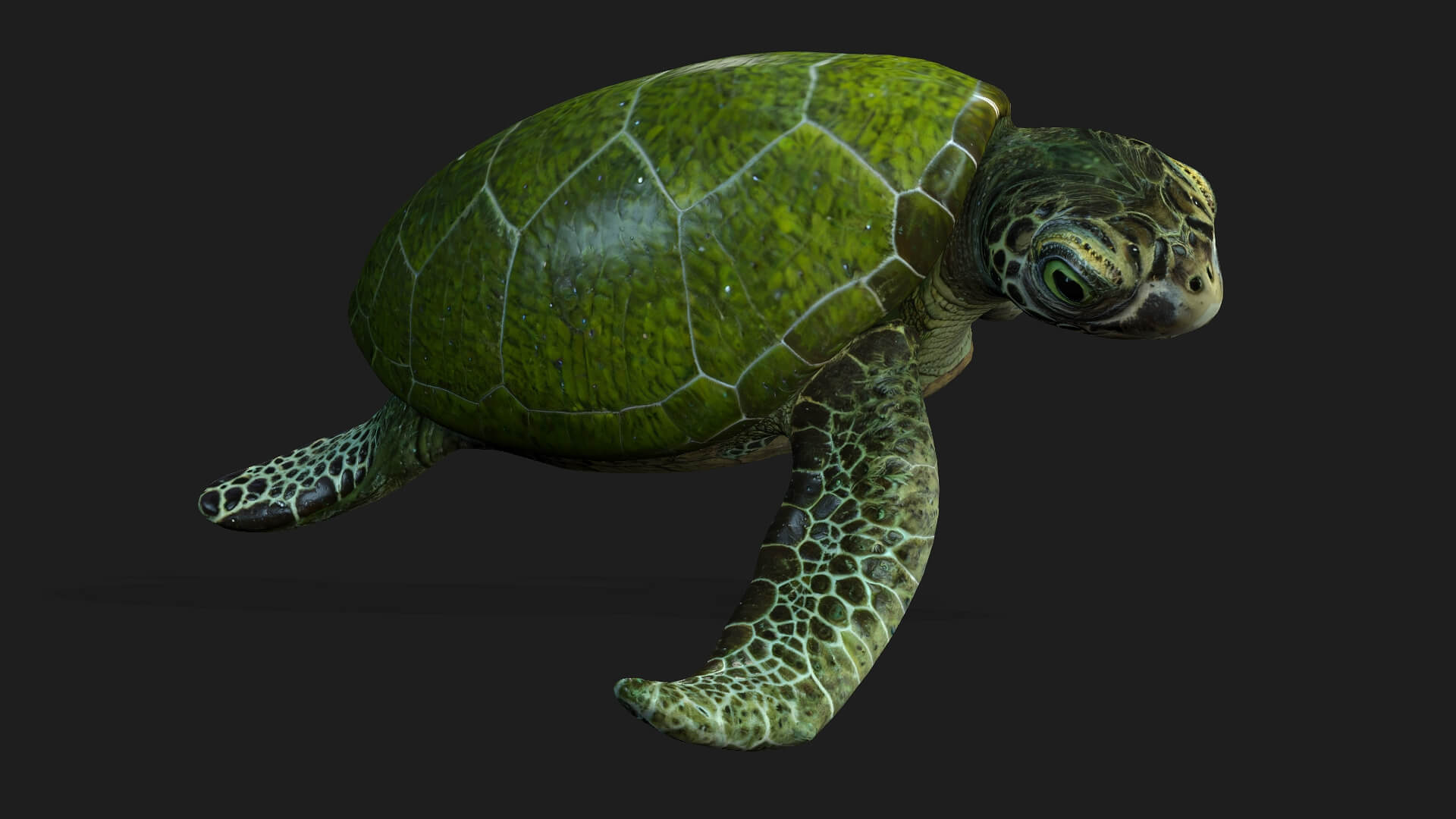 Turtle-A3-Animated 3D Model by Animated3d