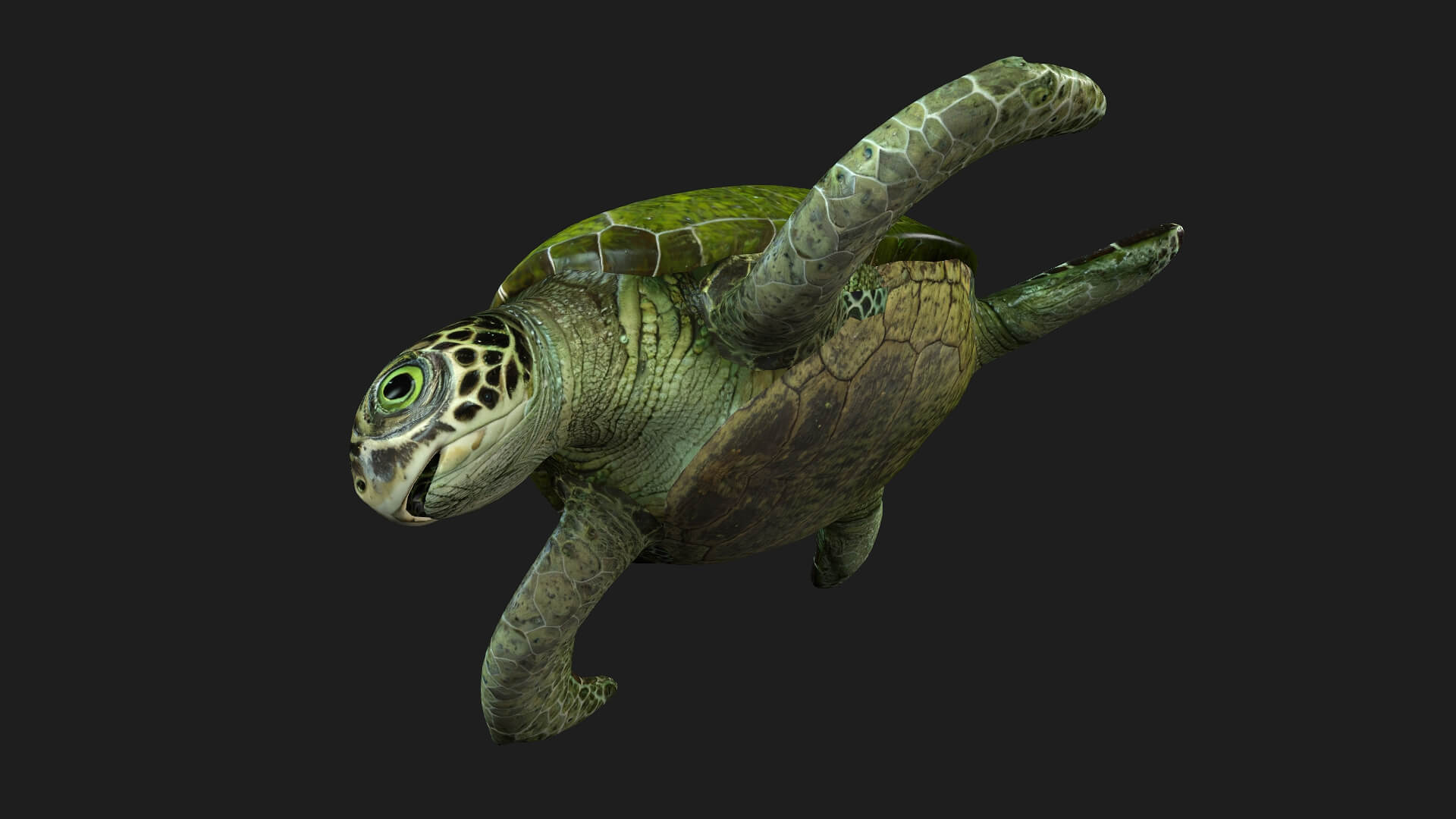 Turtle-A3-Animated 3D Model by Animated3d