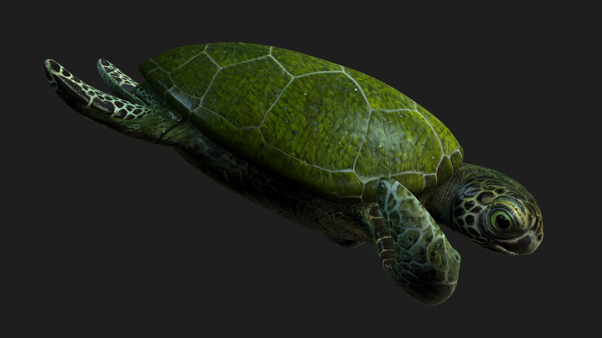 Turtle-A3-Animated 3D Model by Animated3d