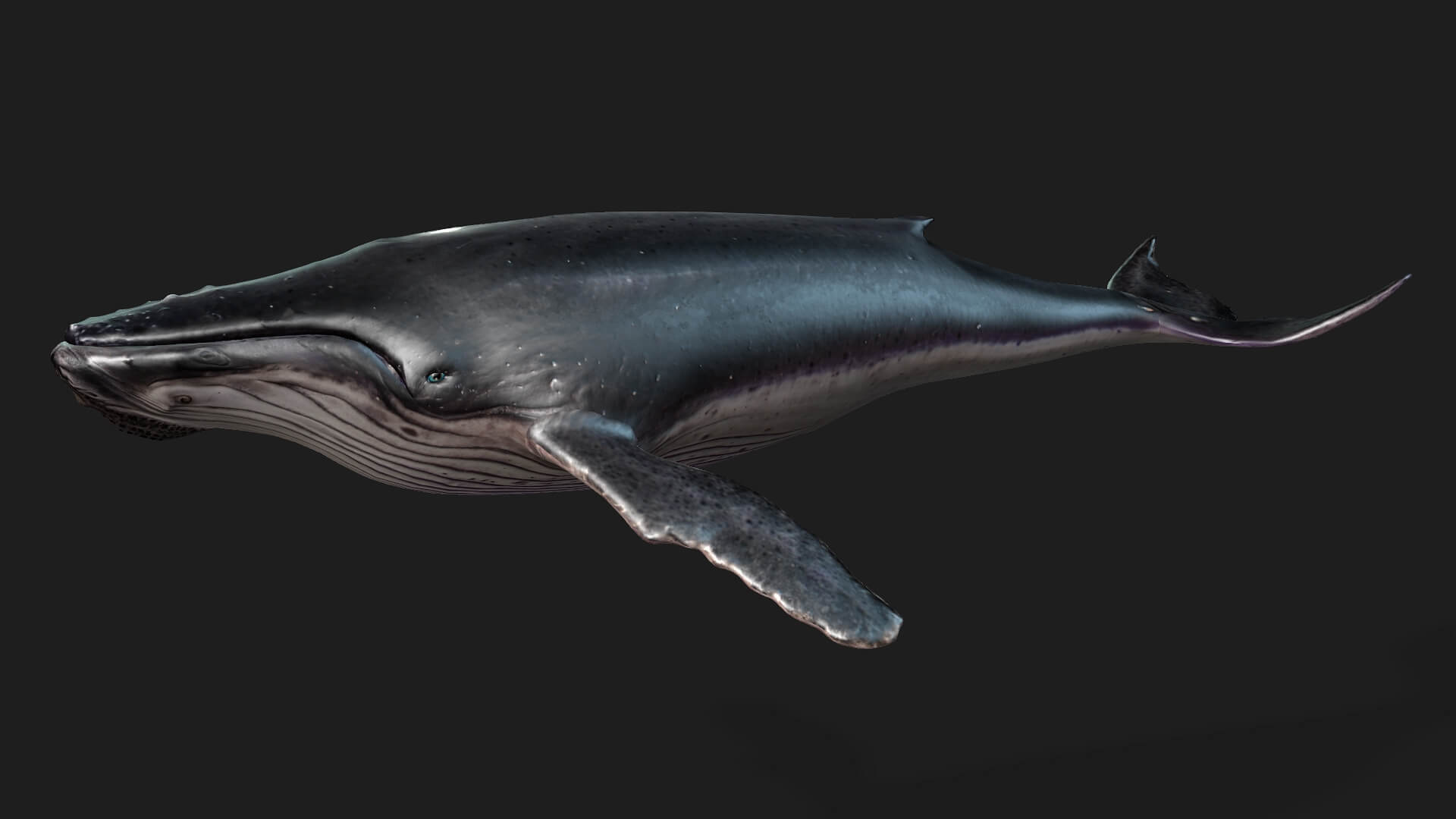 Whale-Animated 3D Model by Animated3d
