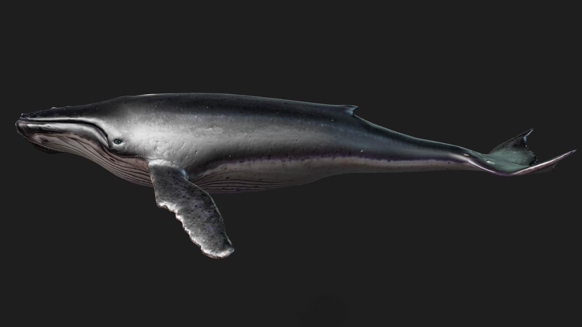 Whale-Animated 3D Model by Animated3d