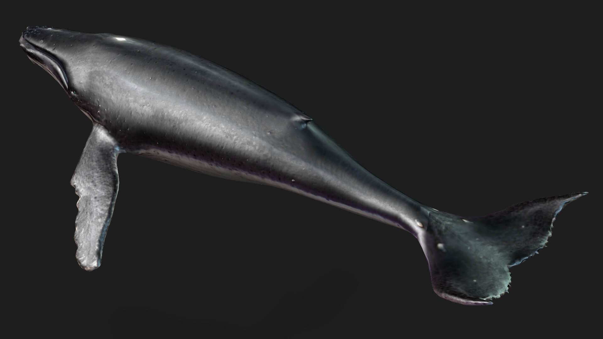 Whale-Animated 3D Model by Animated3d