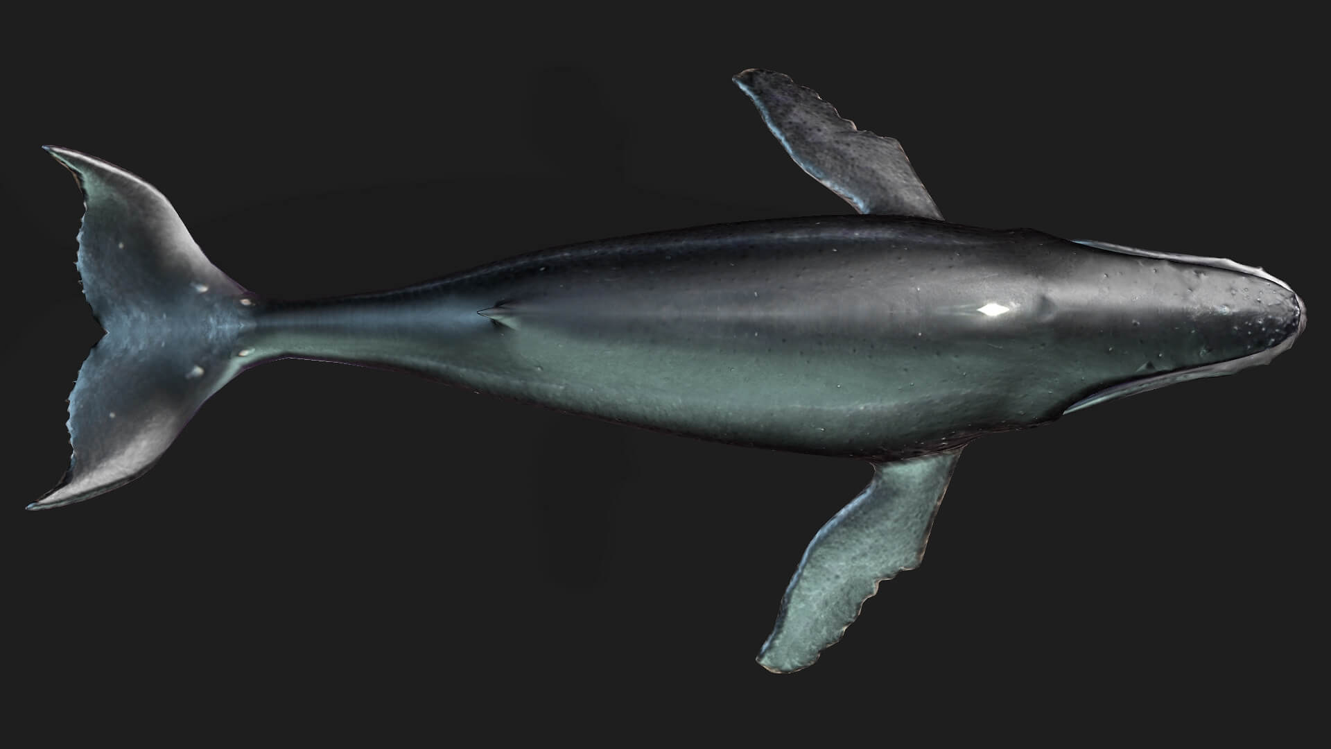 Whale-Animated 3D Model by Animated3d