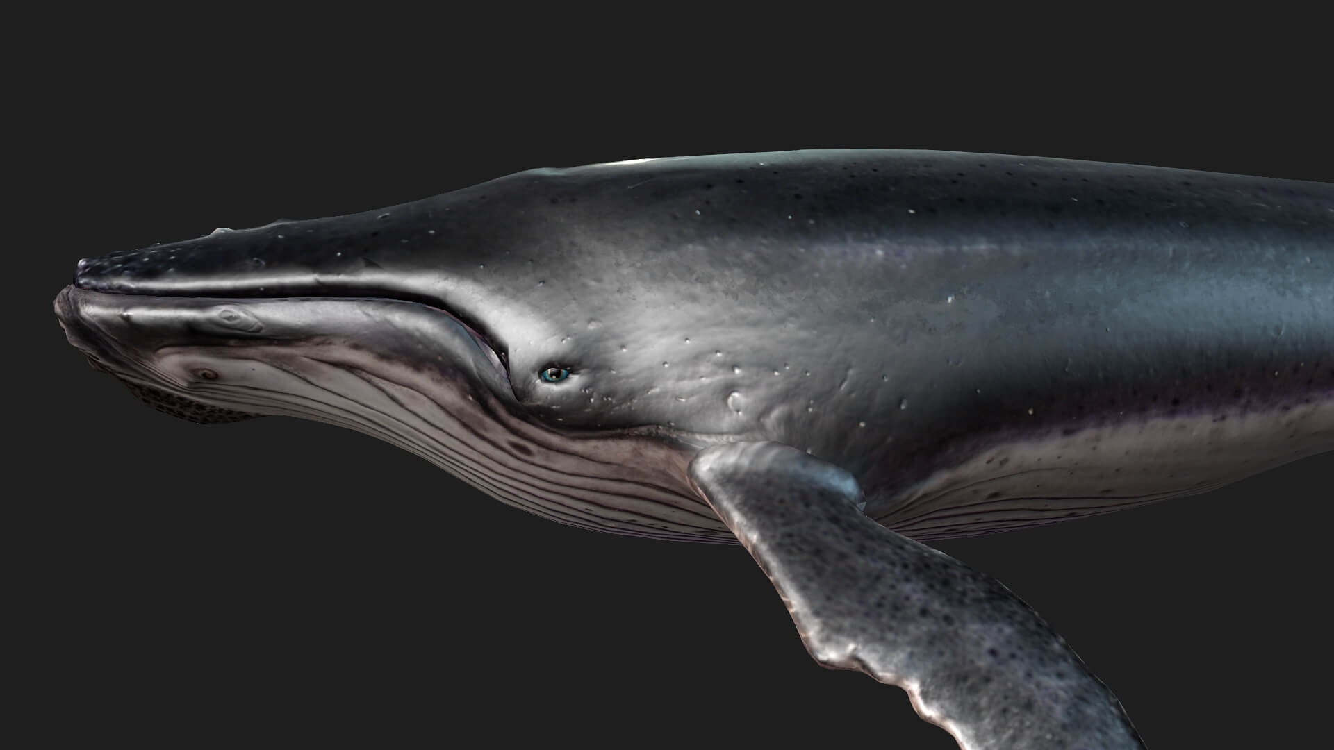 Whale-Animated 3D Model by Animated3d