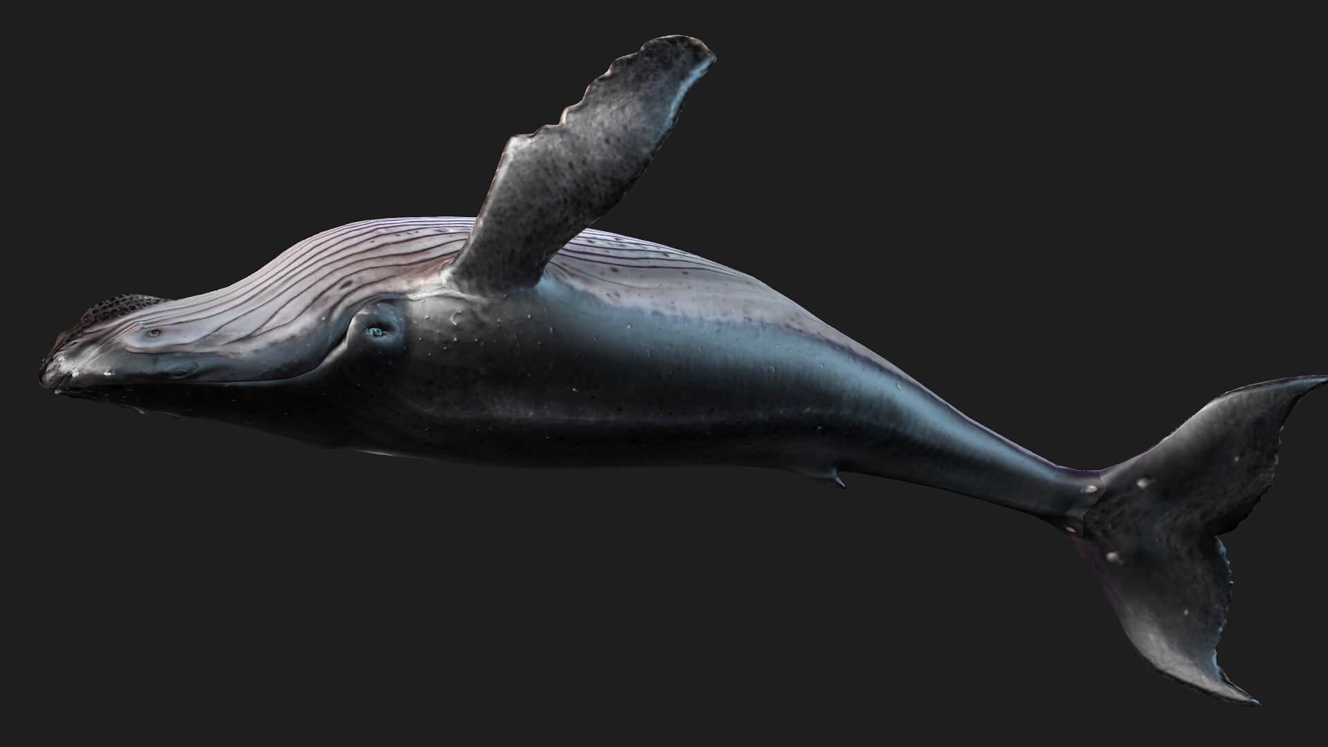 Whale-Animated 3D Model by Animated3d