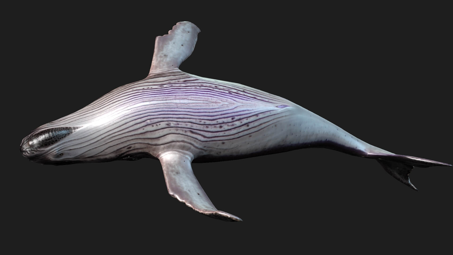 Whale-Animated 3D Model by Animated3d