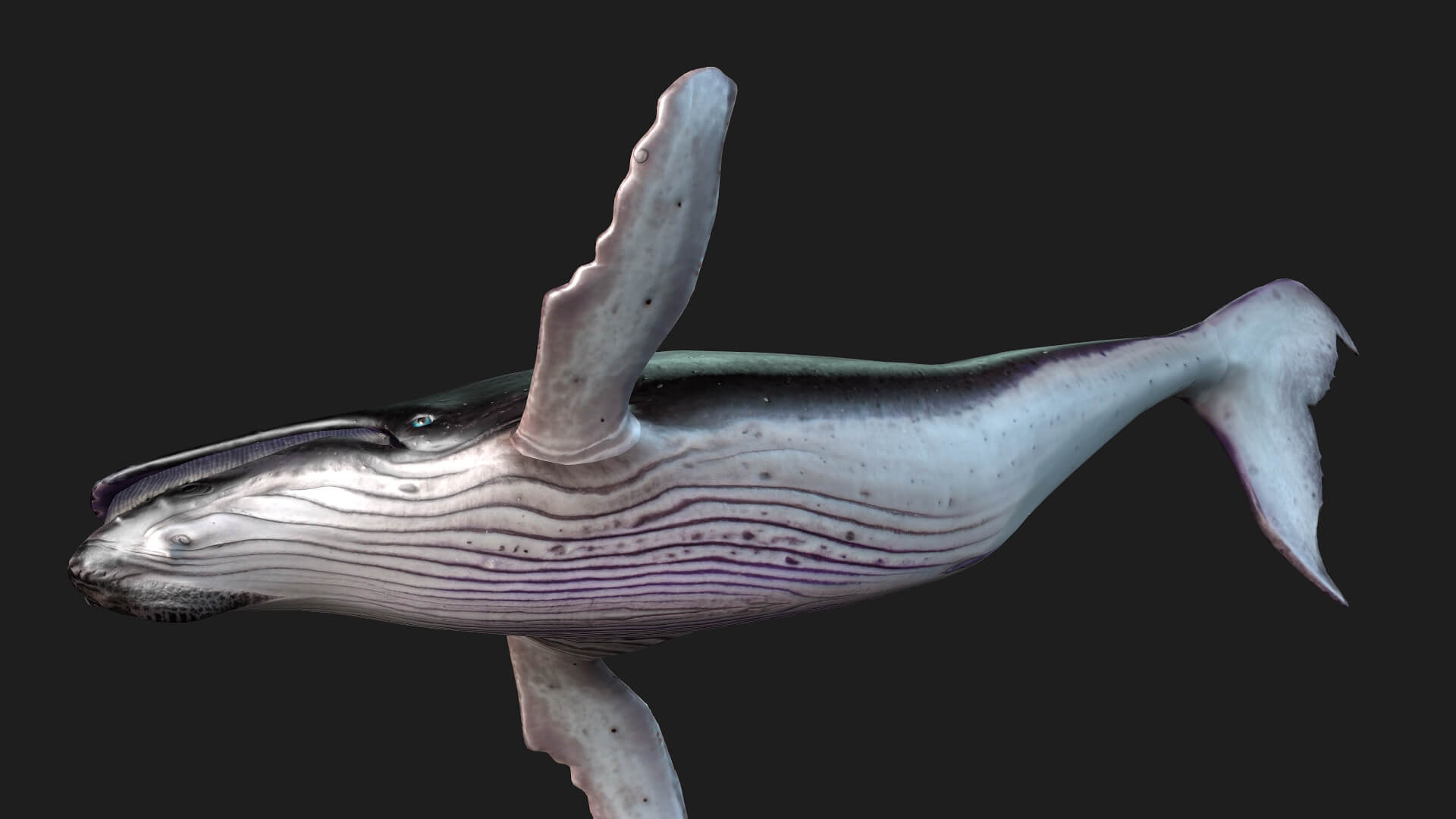 Whale-Animated 3D Model by Animated3d