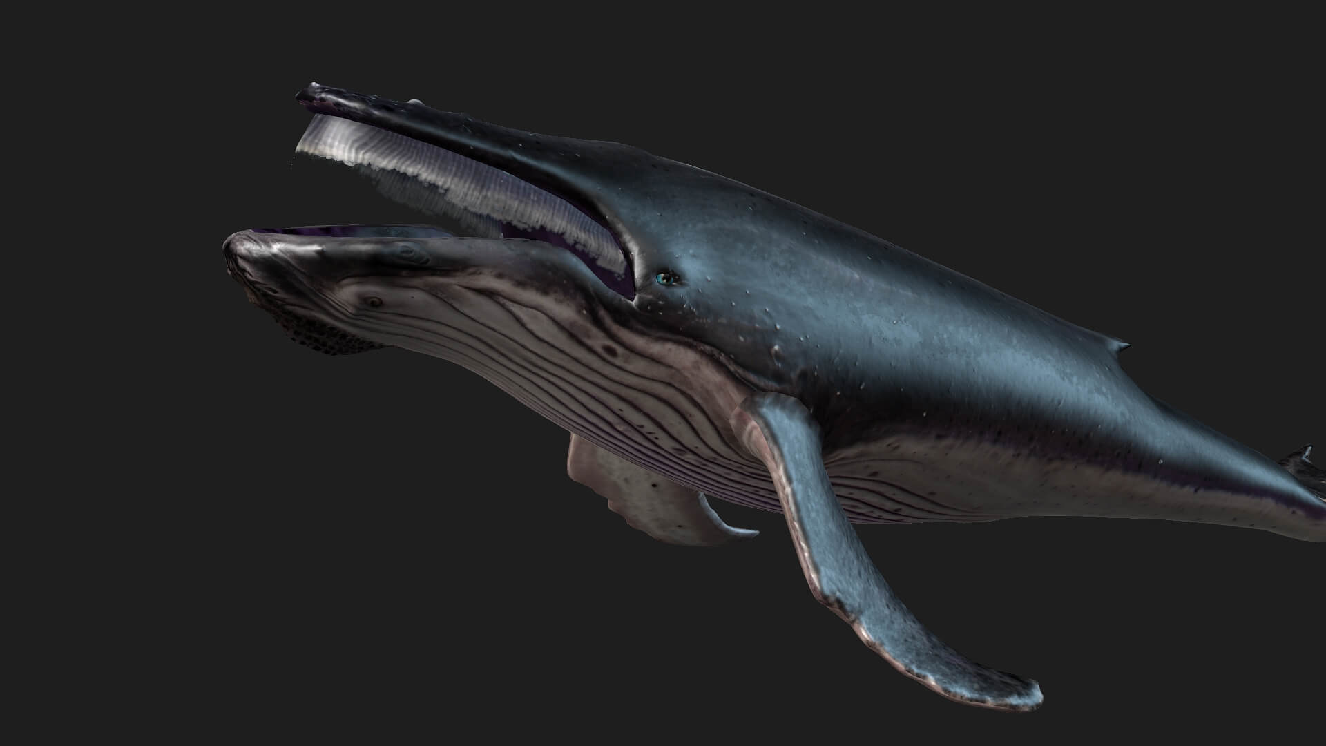 Whale-Animated 3D Model by Animated3d