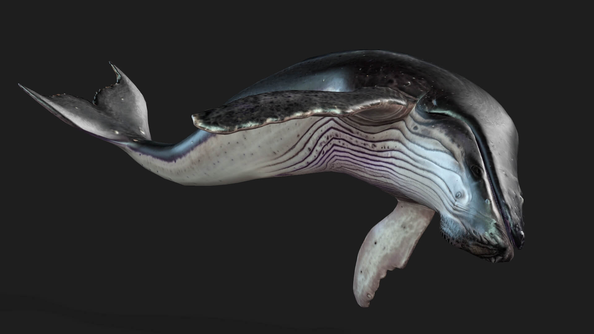 Whale-Animated 3D Model by Animated3d