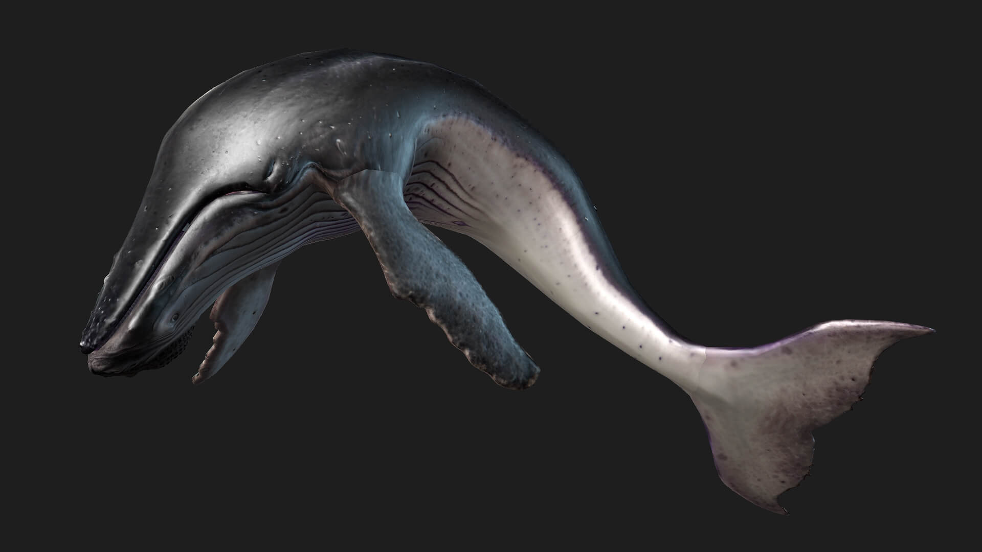 Whale-Animated 3D Model by Animated3d
