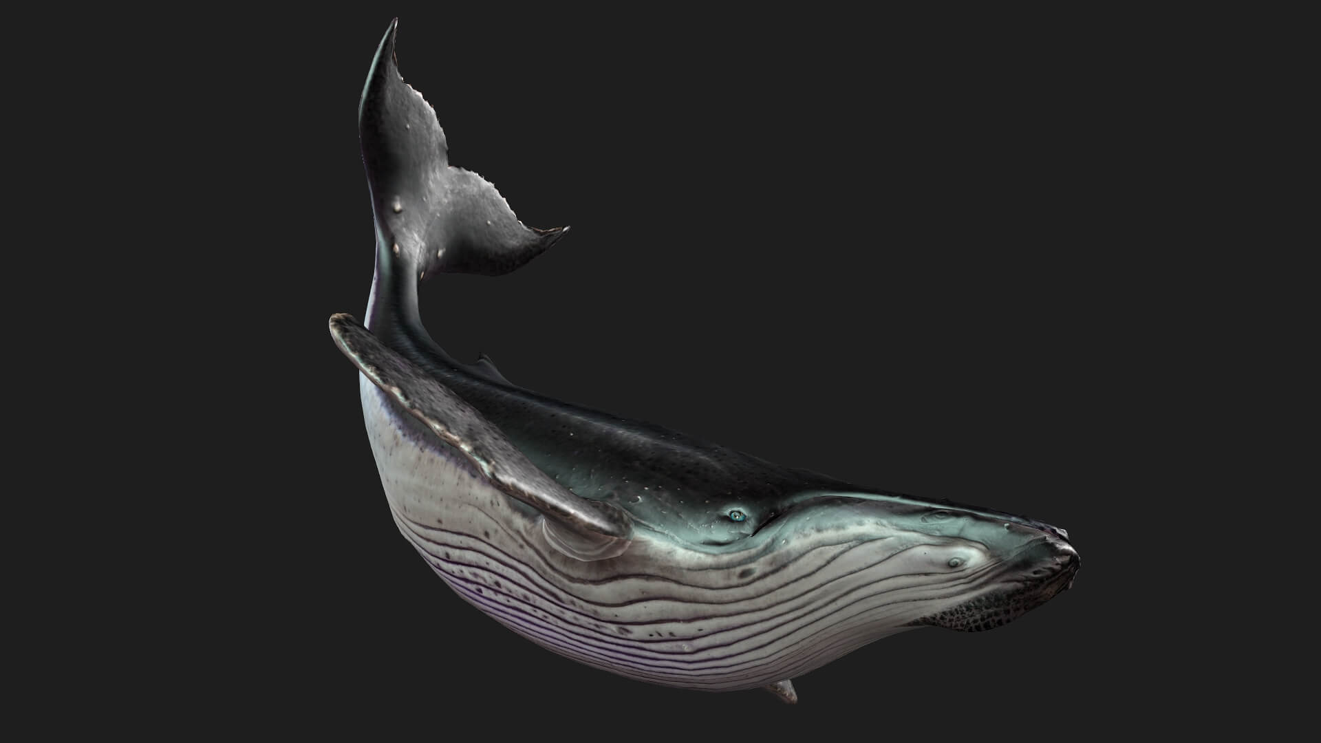 Whale-Animated 3D Model by Animated3d