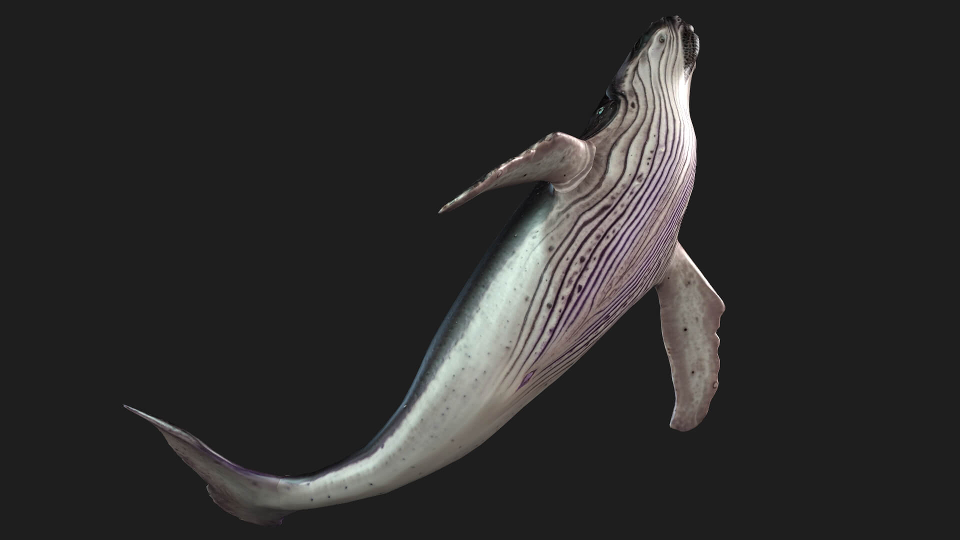 Whale-Animated 3D Model by Animated3d
