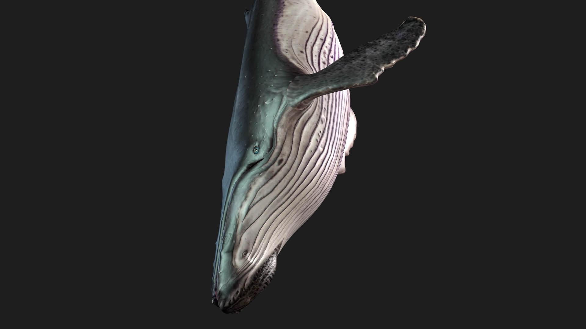 Whale-Animated 3D Model by Animated3d
