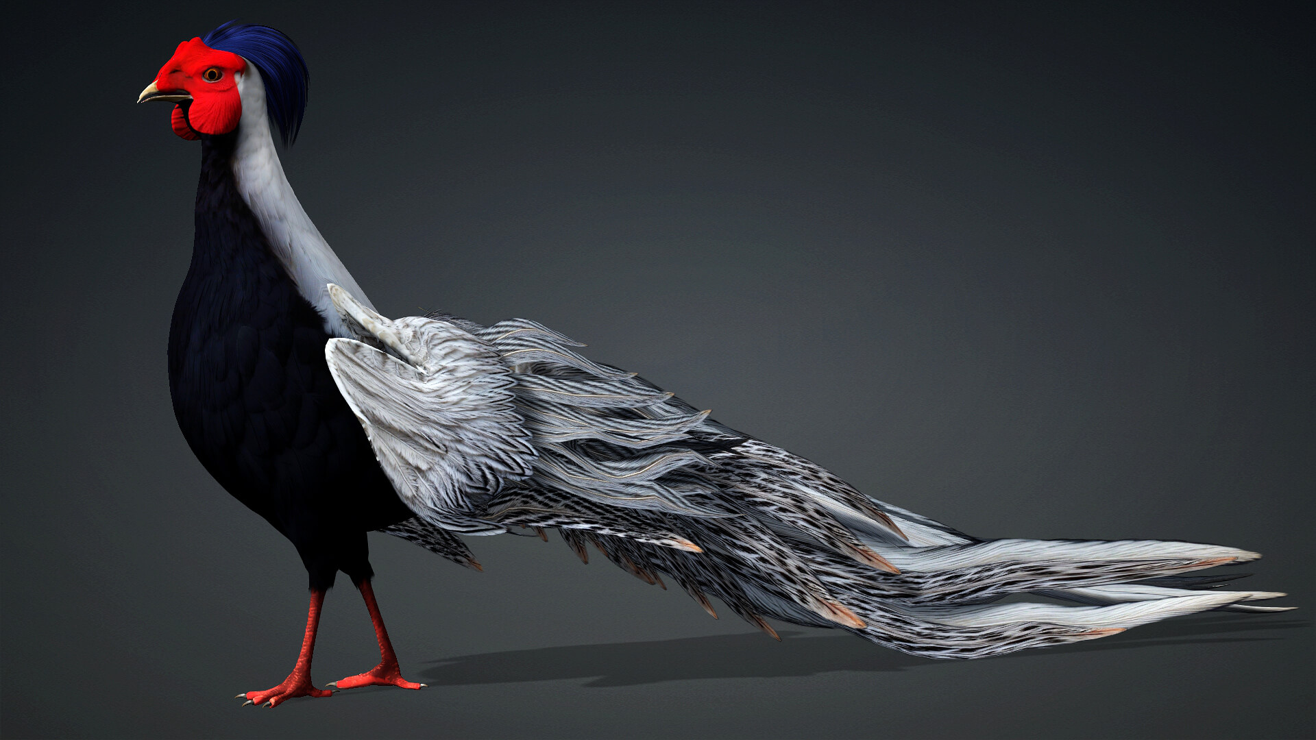 White Pheasant-A1 3D Animation by Animated3d