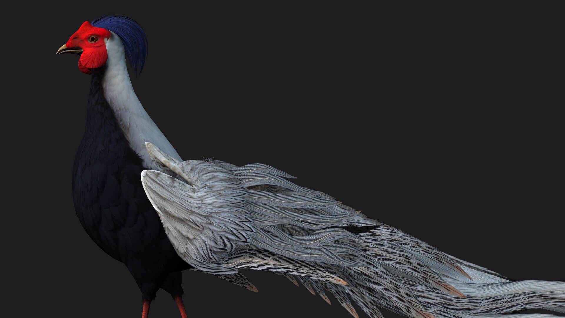 White Pheasant-A1 3D Animation by Animated3d