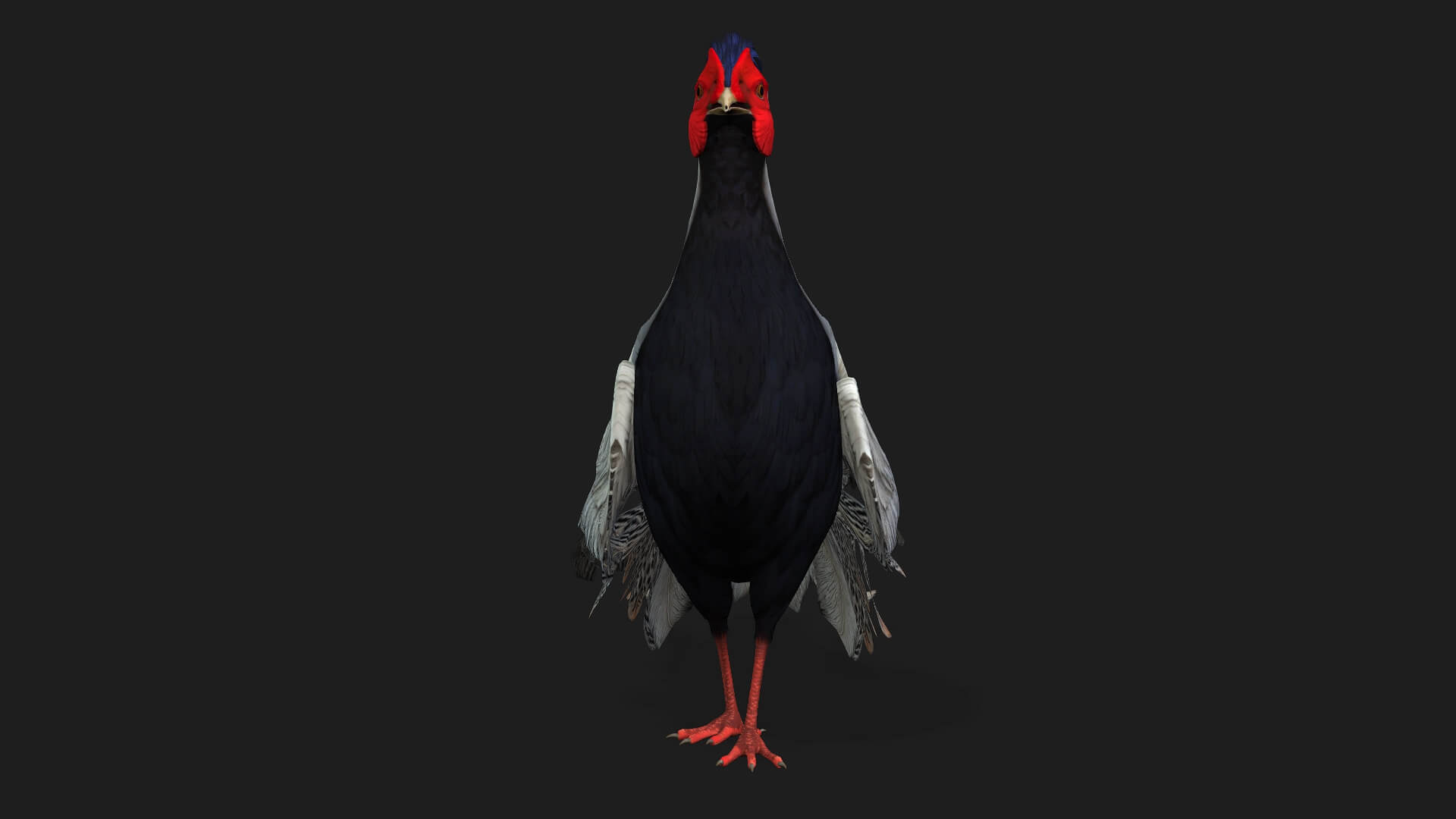 White Pheasant-A1 3D Animation by Animated3d